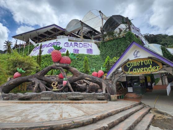 The Floral Vacation | Cameron Lavender Garden - A Floral Wonderland in ...