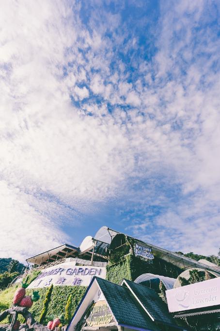 The Floral Vacation | Cameron Lavender Garden - A Floral Wonderland in ...