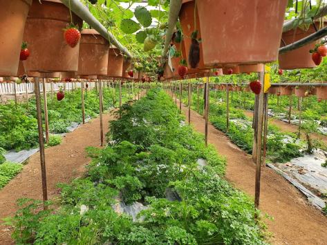 The Floral Vacation | Big Red Strawberry Farm